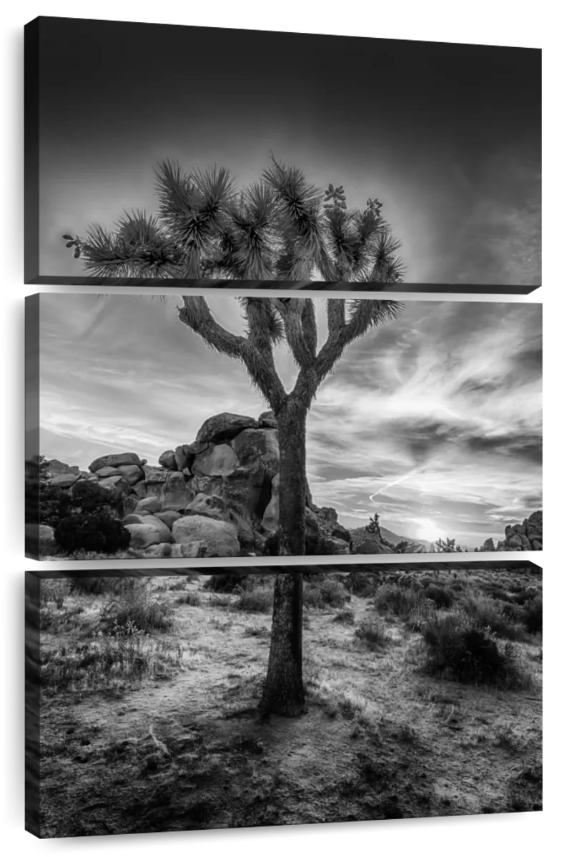 Elephant Stock Charming Sunset At Joshua Tree Park II | Wayfair