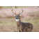 Alpen Home Whitetail Buck Deer by Erniedecker - Wrapped Canvas Art ...