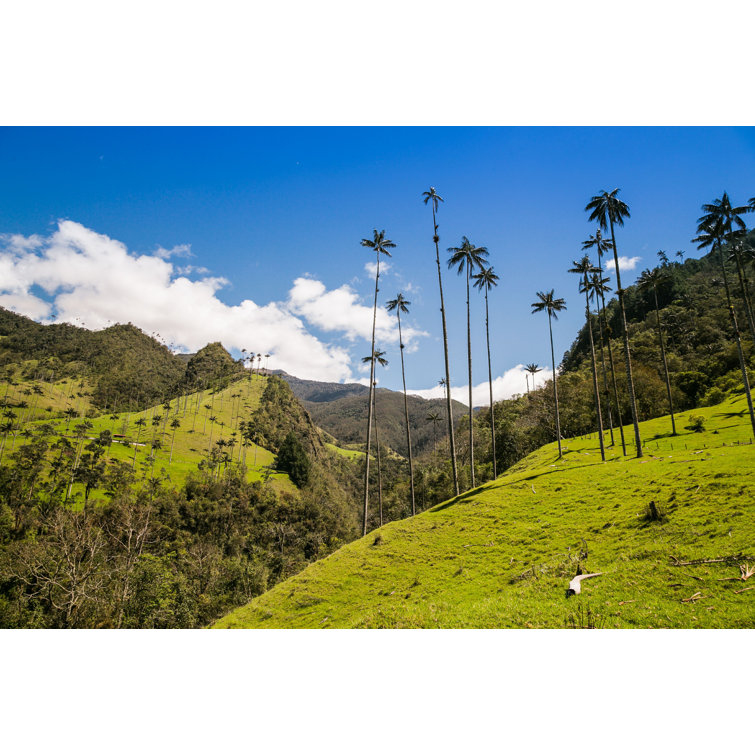 Millwood Pines Valle Del Cocora - Wrapped Canvas Photograph | Wayfair