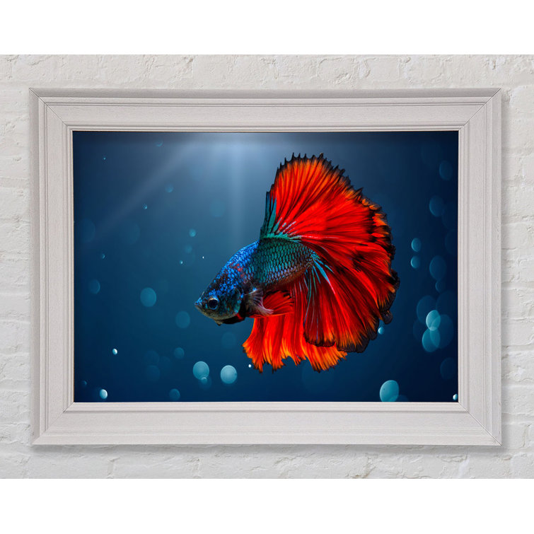 Highland Dunes The Siamese Fighter Fish Framed Print | Wayfair.co.uk