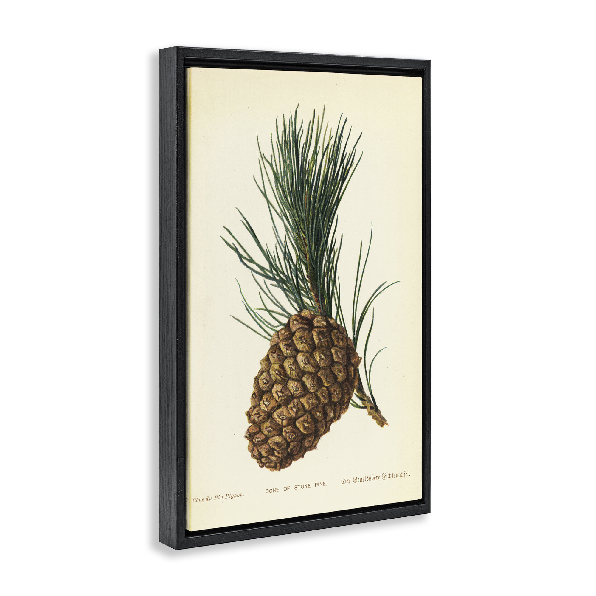 Latitude Run® Detailed Pine Cone Sprig Canvas by Tina Higgins Designs ...