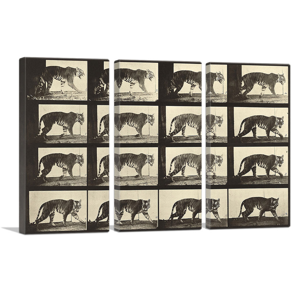 ARTCANVAS Animal Locomotion - Tiger Canvas Art Print By Eadweard ...