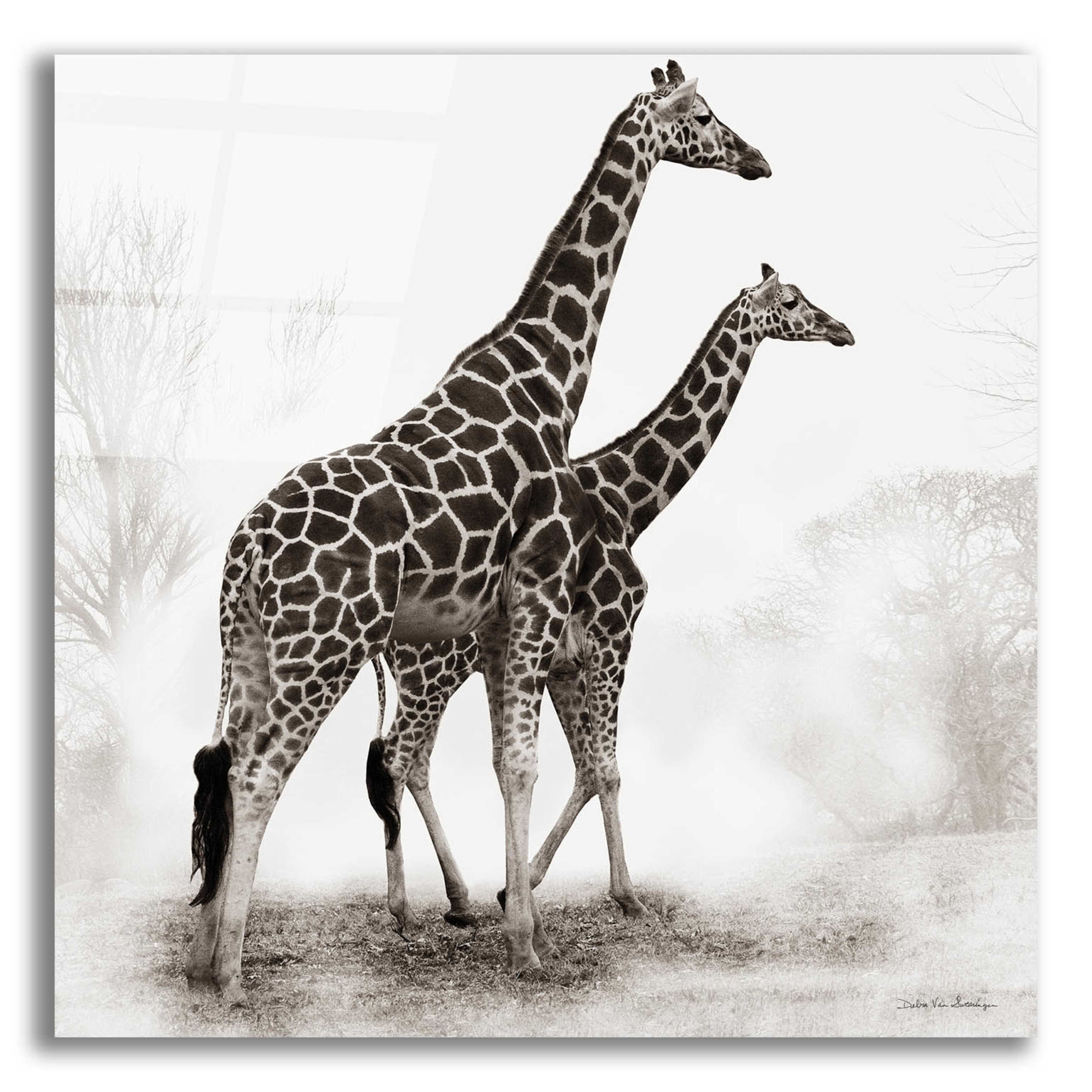 Latitude Run® ''Giraffe III'' By Debra Van Swearingen, Acrylic Glass ...
