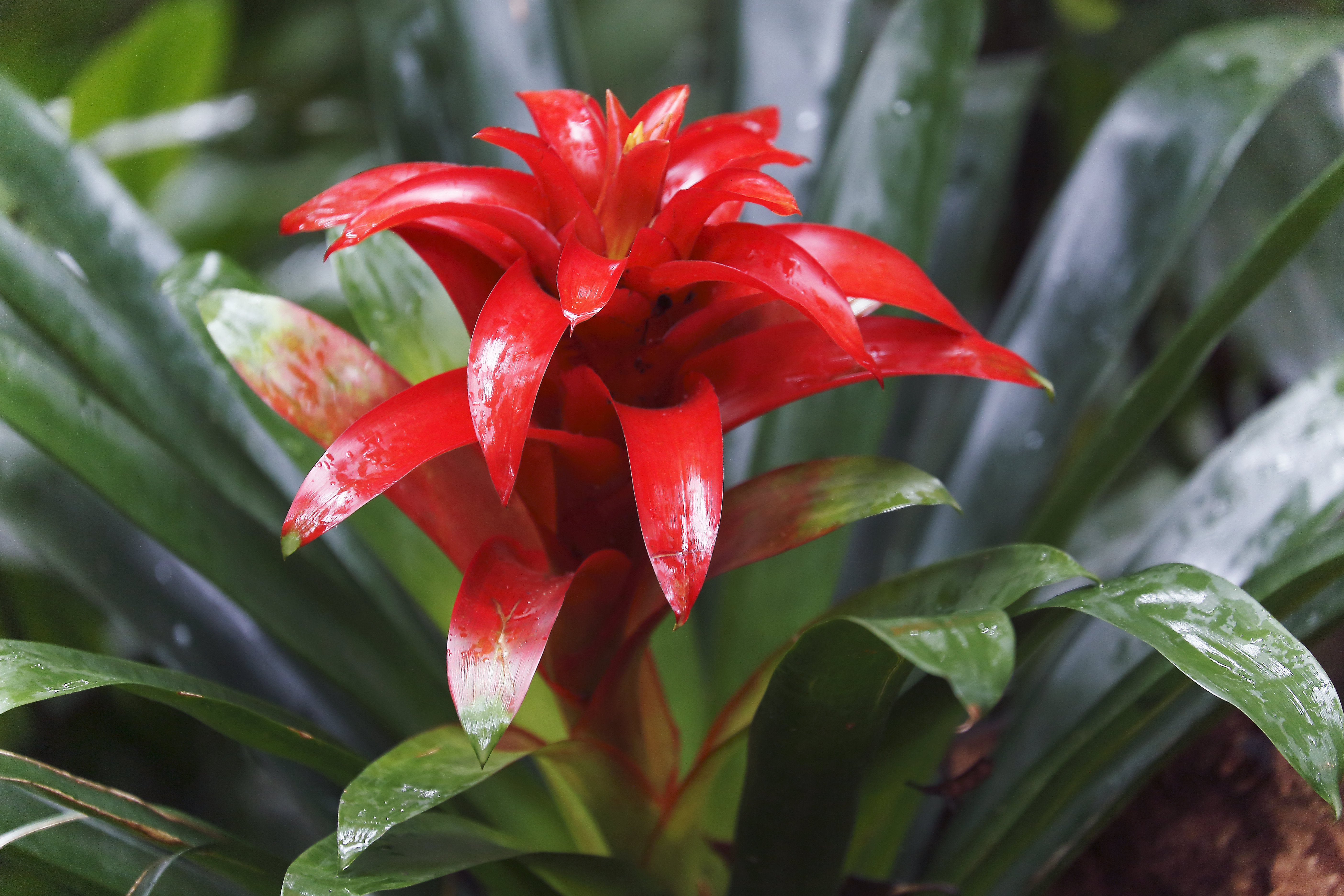 Ebern Designs Idyllic Bromeliad Flower by Agustavop - Wayfair Canada