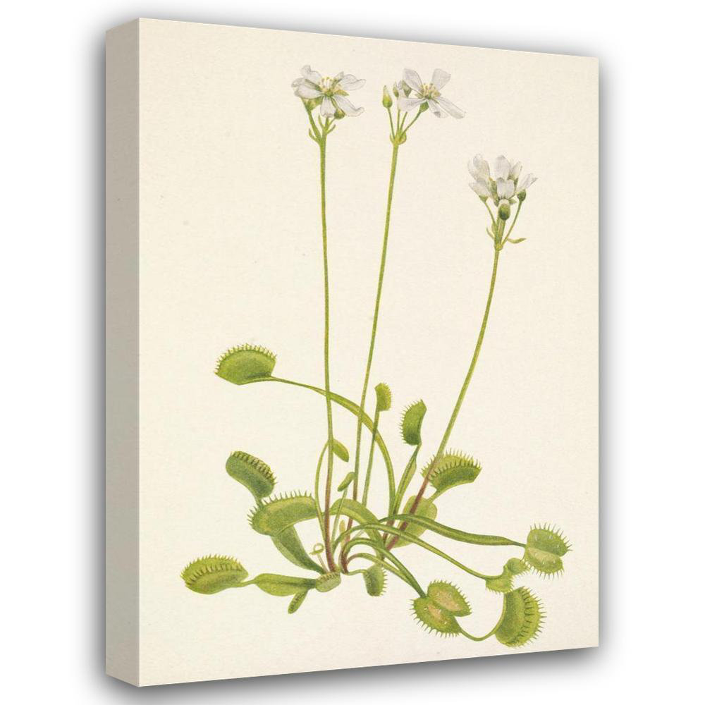 Winston Porter "Venus Flytrap Dionaea Muscipula" by Mary Vaux Walcott ...
