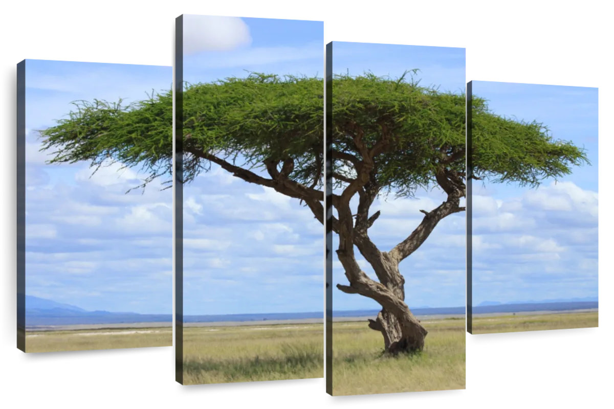 Ebern Designs Acacia Tree In Savannah - Wayfair Canada