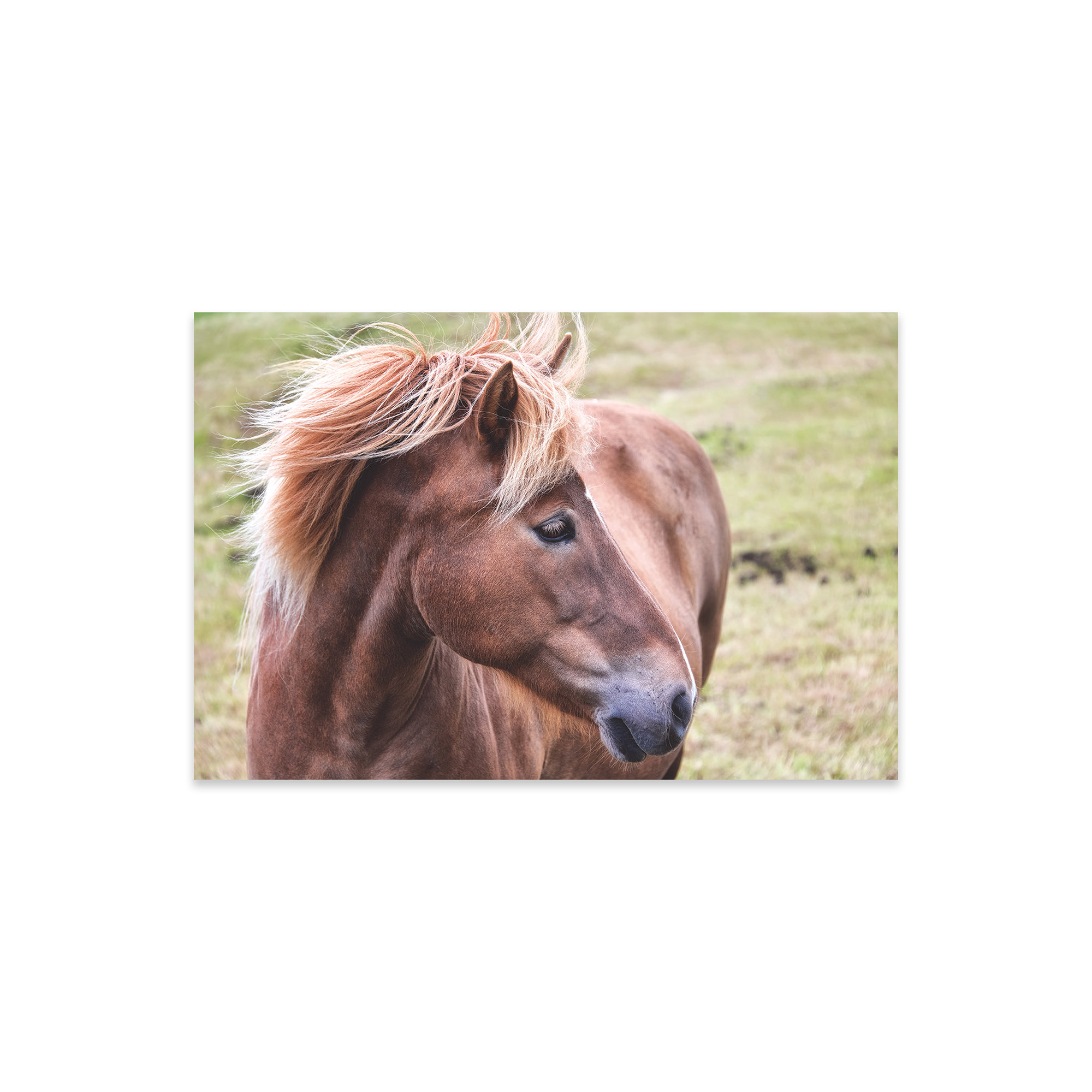 Union Rustic Icelandic Pony On Plastic/Acrylic by MScottPhotography ...