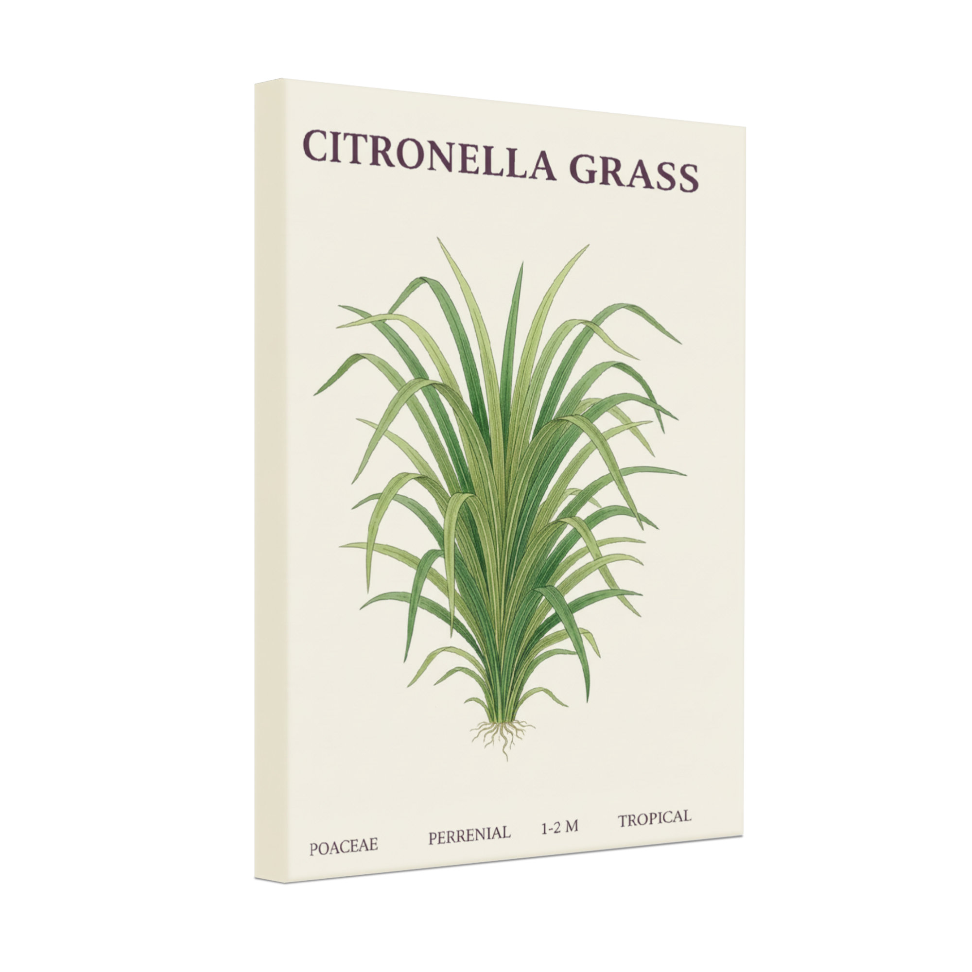Red Barrel Studio® Plants & Flowers Citronella Grass Plant Botanical ...