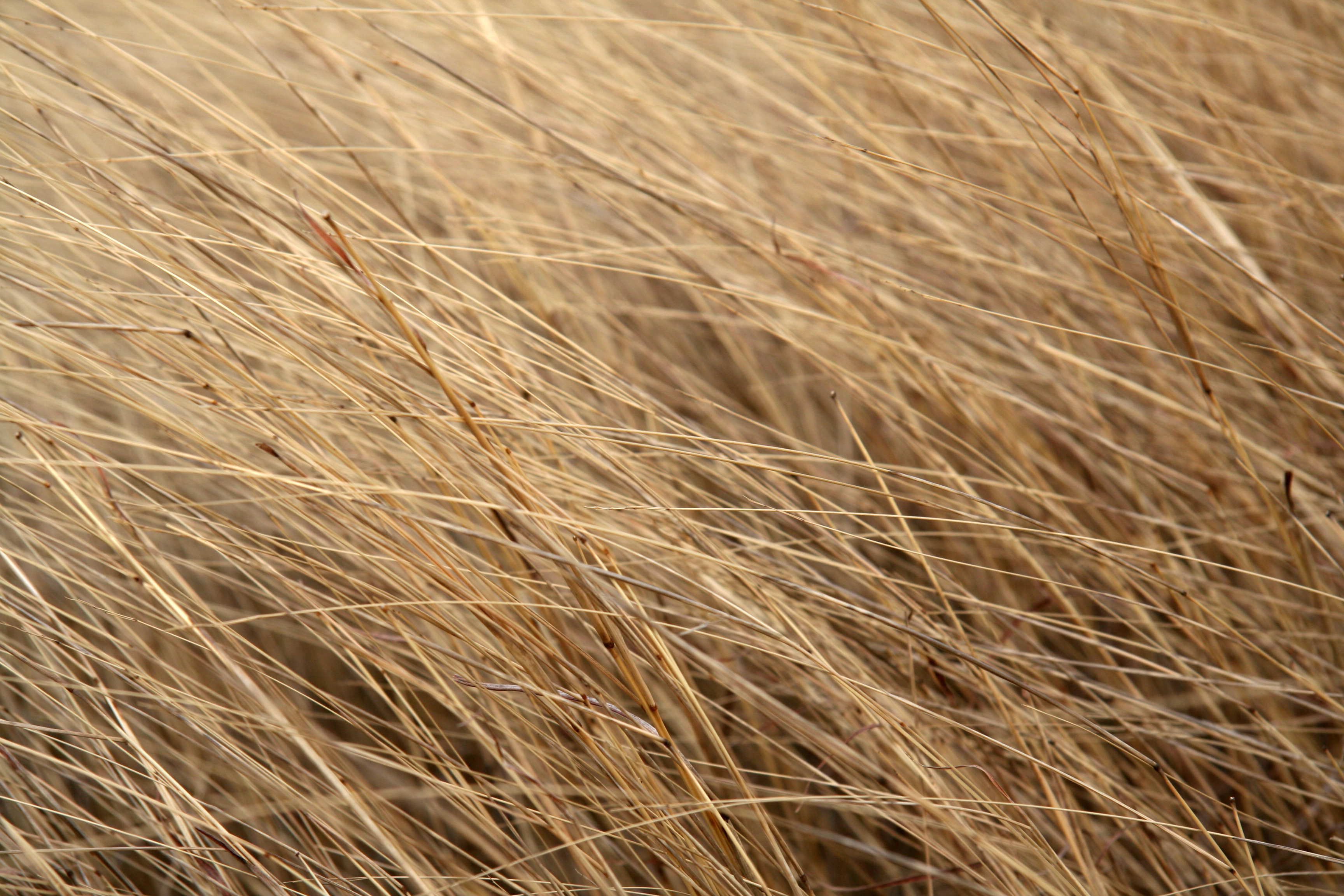Ebern Designs Tall Grass by Sdi Productions | Wayfair