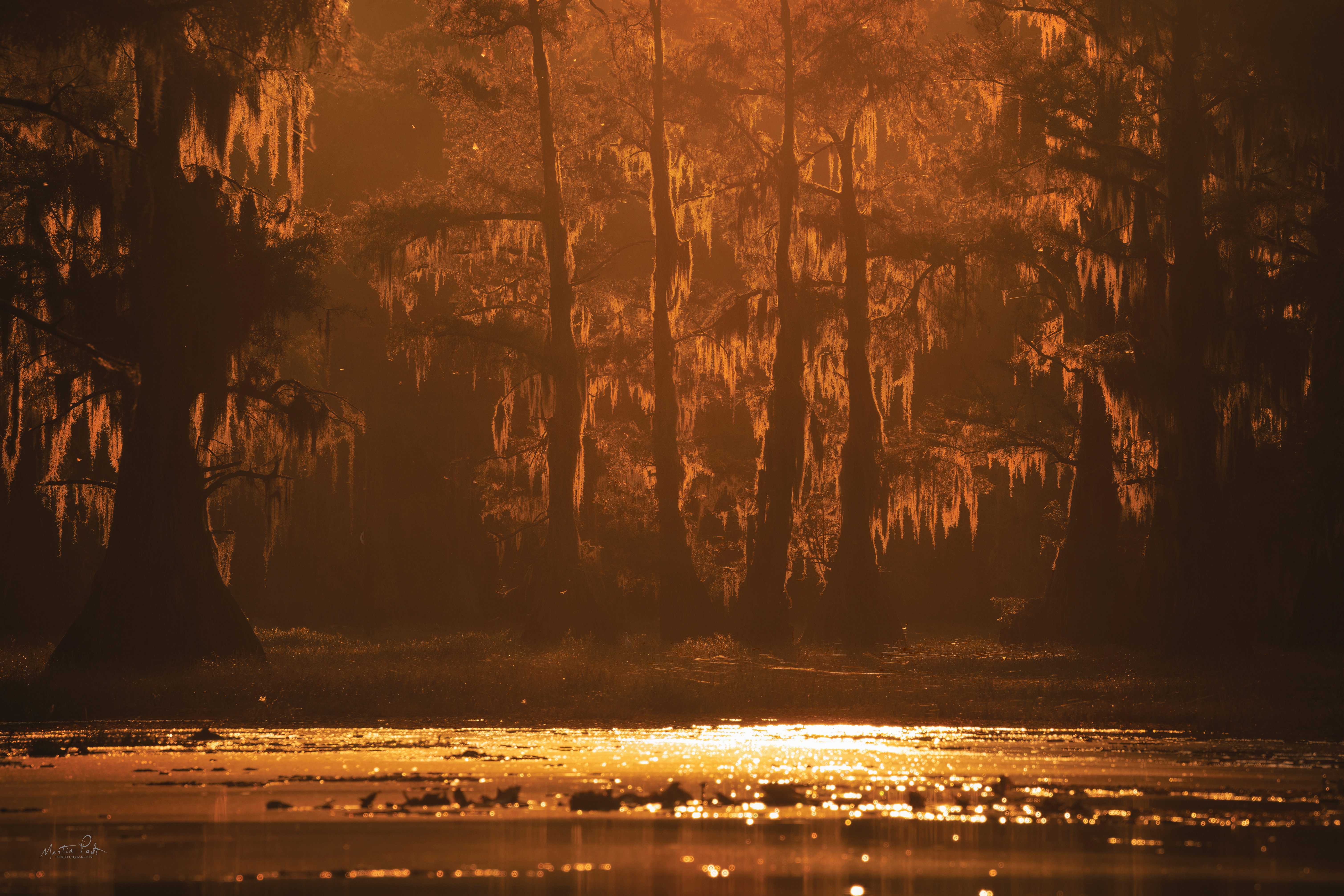 Millwood Pines Glowing Swamp by Martin Podt | Wayfair