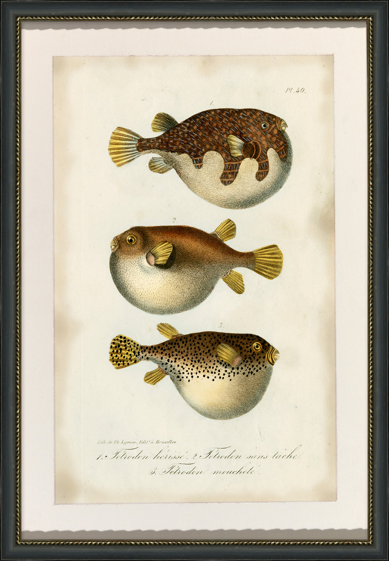 Wendover Art Group Puffer Fish - Picture Frame Graphic Art on Paper ...