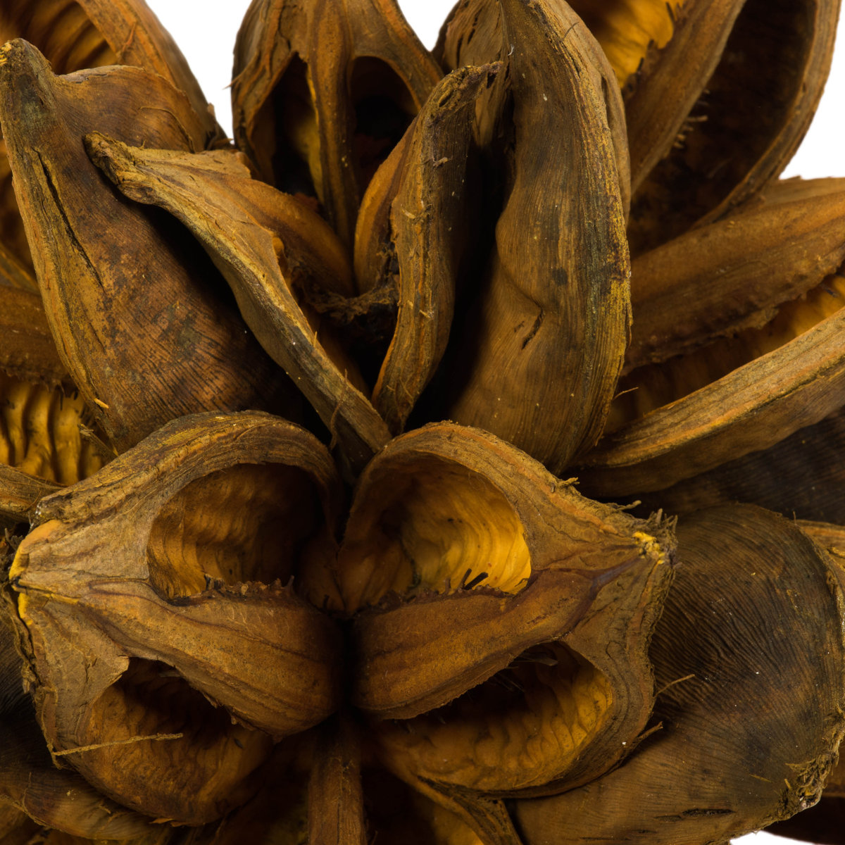 Primrue All Natural Star Pod, Extra Large, Dried 6" Star Pod, Dried ...