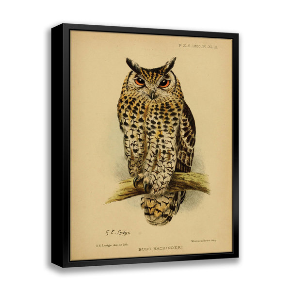 ATX Art Group LLC " Vintage Owl " on Canvas | Wayfair