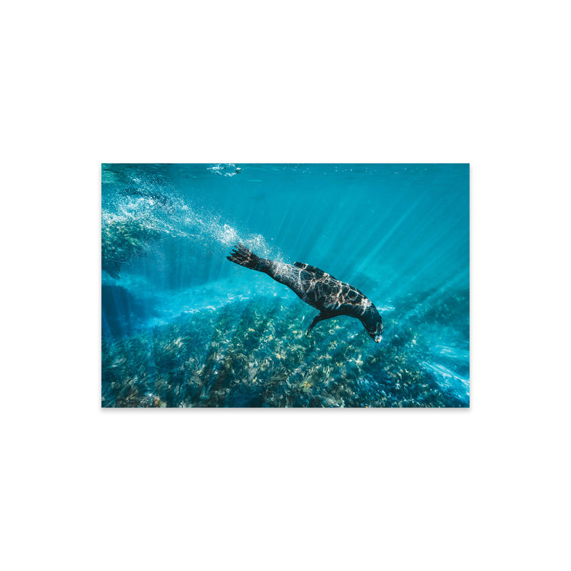Highland Dunes Underwater Sea Lion With Light Rays On Plastic/Acrylic ...