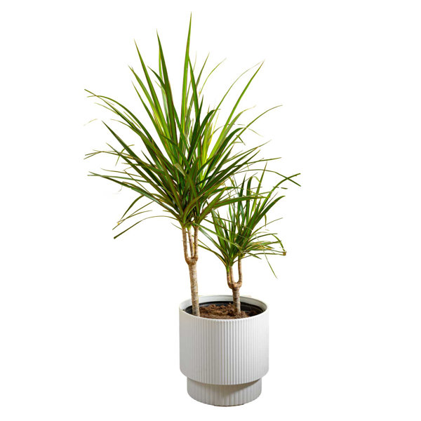 Costa Farms Indoor Dracaena Marginata Madagascar Dragon Tree House ...