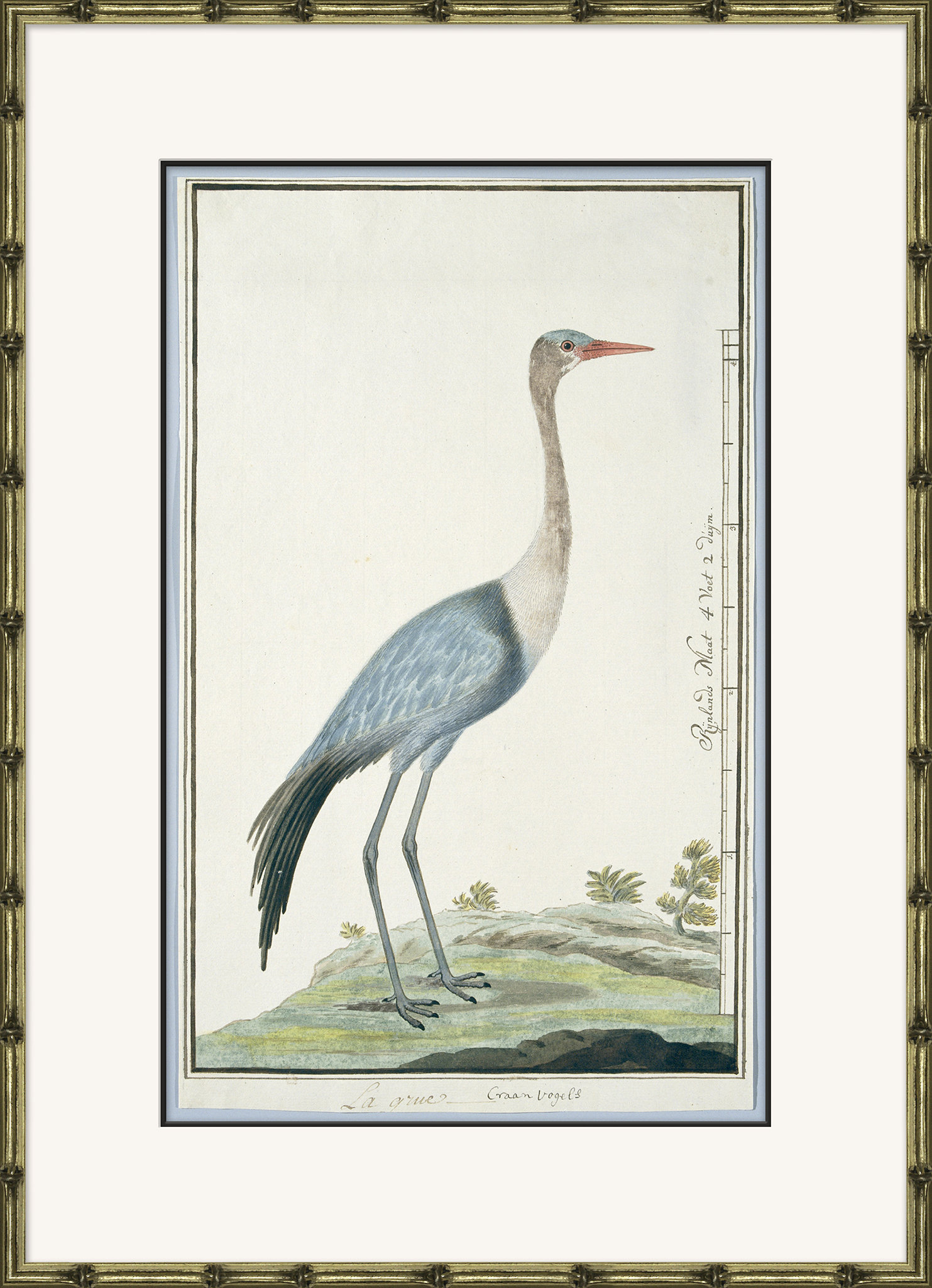Soicher Marin 'Bird Drawings, Circa 1777' - Picture Frame Painting on ...