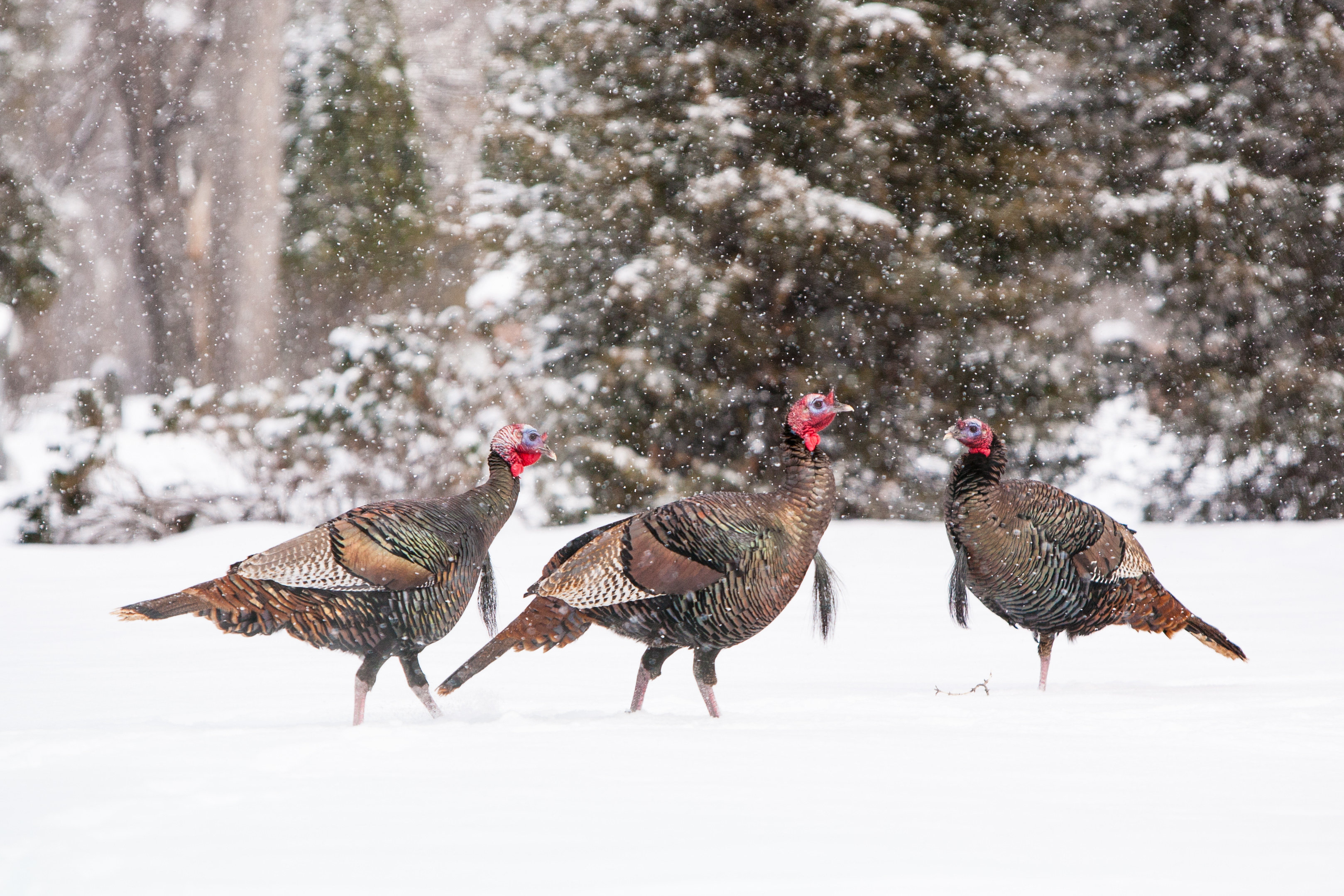 Millwood Pines Wild Turkeys in Snow - Wrapped Canvas Photograph | Wayfair
