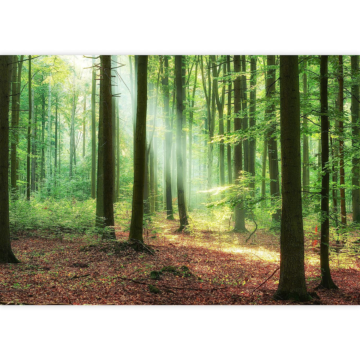 IDEA4WALL Sunshine Ray Forest Path Wall Mural | Wayfair