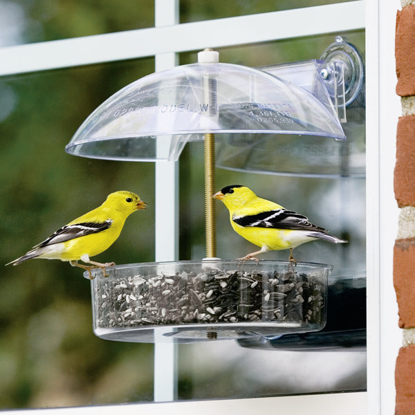 Droll Yankees, Inc The Winner Window Tray Bird Feeder & Reviews | Wayfair