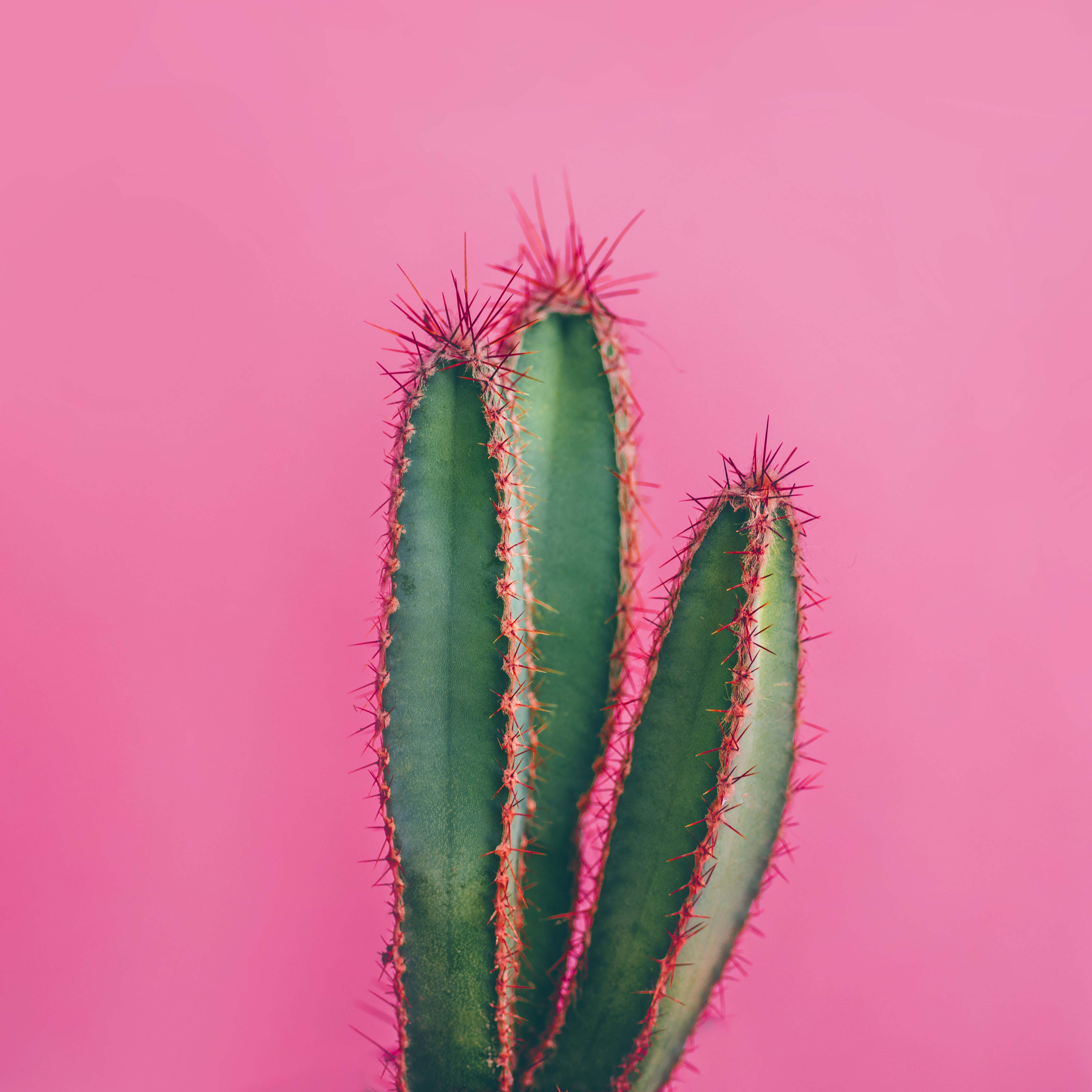 Foundry Select Hibbitts Colorful Funky Green Cactus On Canvas by Miss_J ...