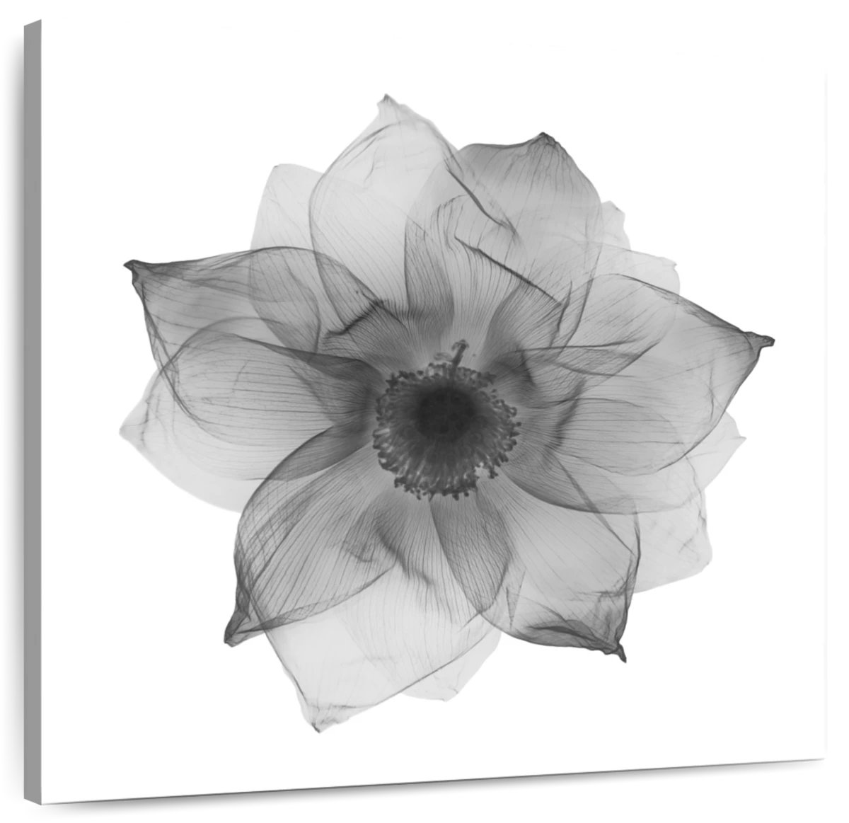 Lark Manor Harnek Lotus Flower X Ray - Wayfair Canada