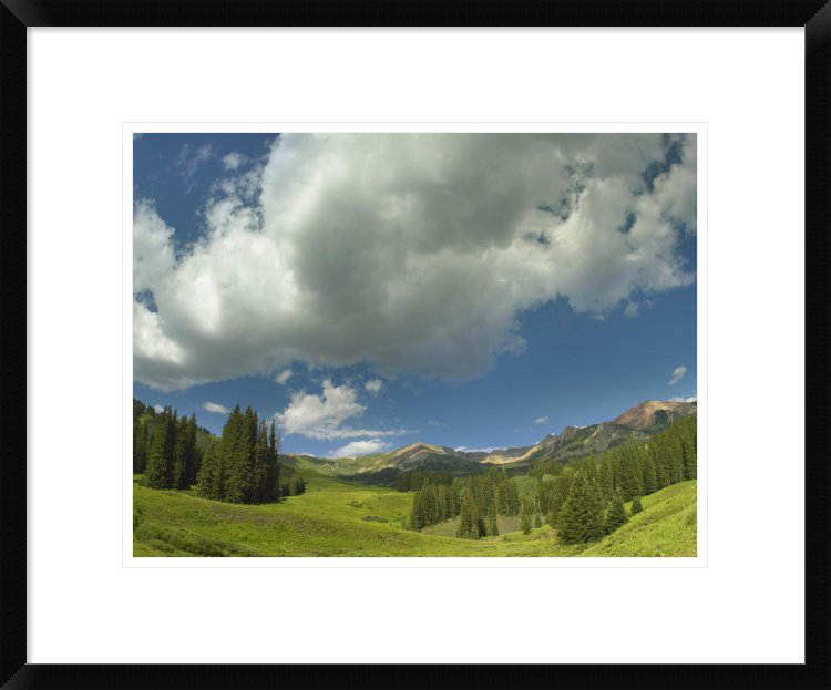 Global Gallery 'Stand of Conifers' Framed Photographic Print - Wayfair ...