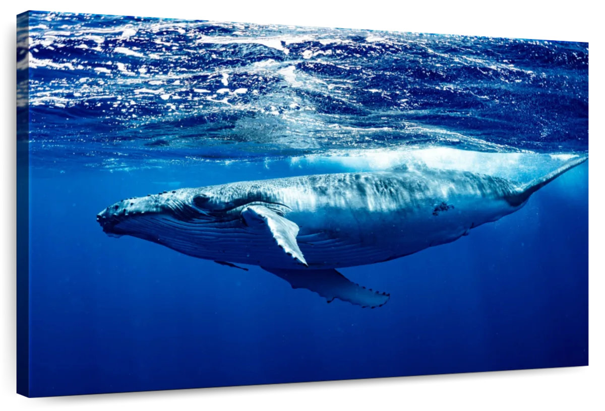 Ebern Designs Brampt Humpback Whale Below Surface | Wayfair