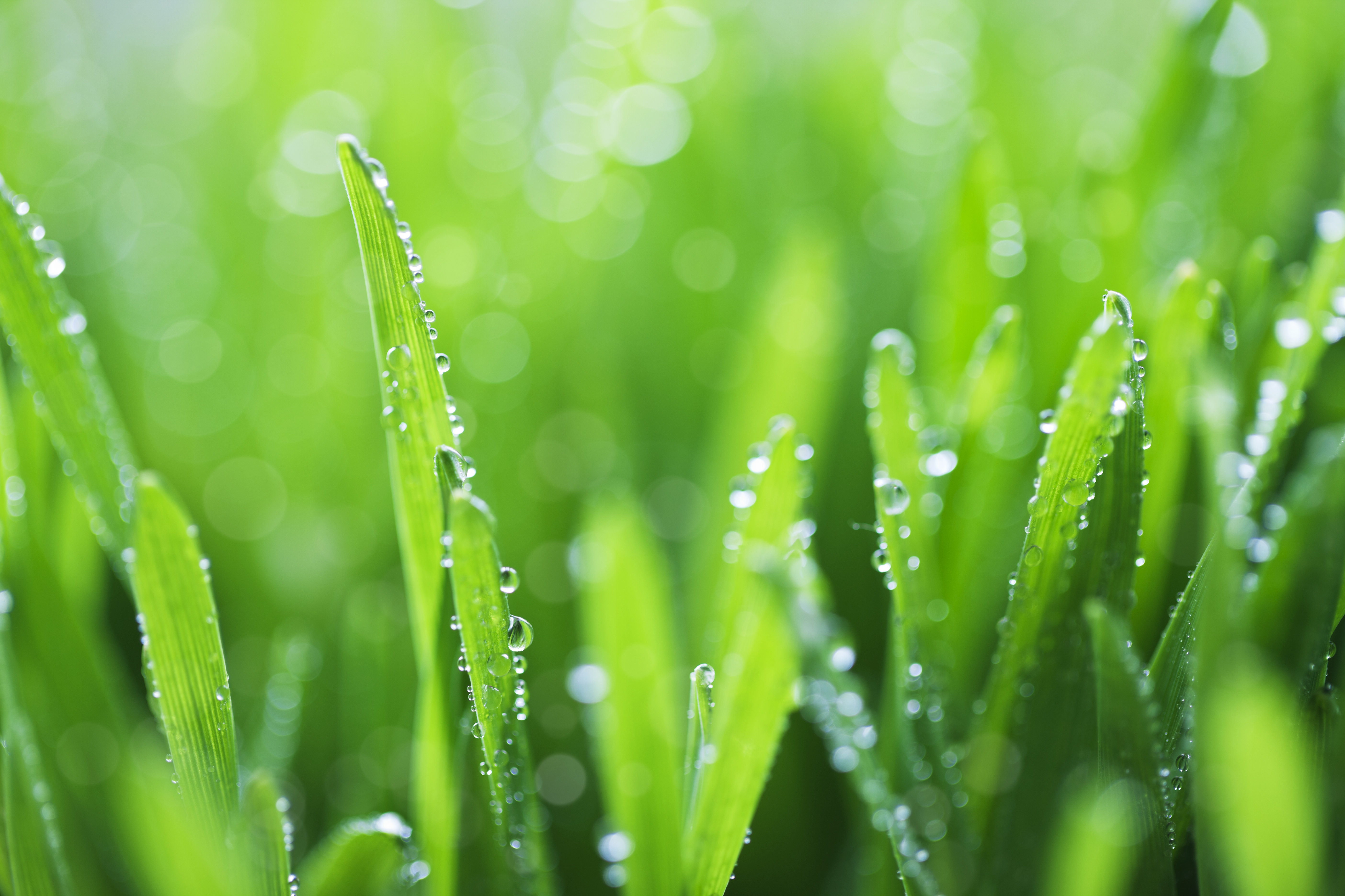 Ebern Designs Green Grass Background by Ithinksky | Wayfair