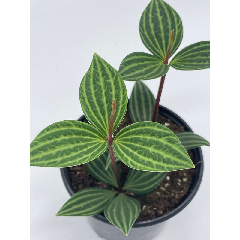 Florida House Plants Peperomia Puteolata 4 Inch Stilt Peperomia ...