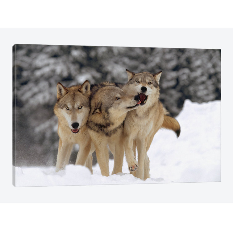 East Urban Home " Timber Wolf Trio Playing In Snow, Montana " by Tim ...