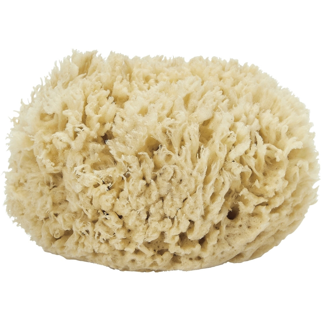 Highland Dunes Vase Filler Sponge | Wayfair