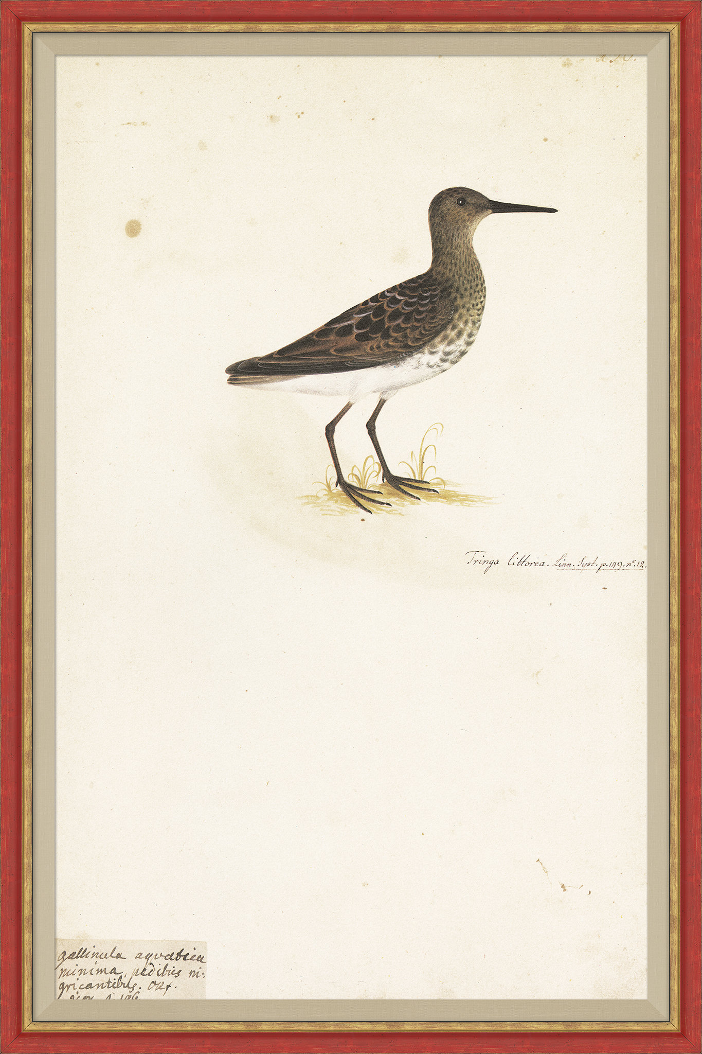 Soicher Marin 18th Century Bird Re-Strikes III - Single Picture Frame ...