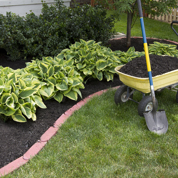Touch of ECO Hardy Heart Shaped Hosta Plants - 3 Bare Roots - Shade ...