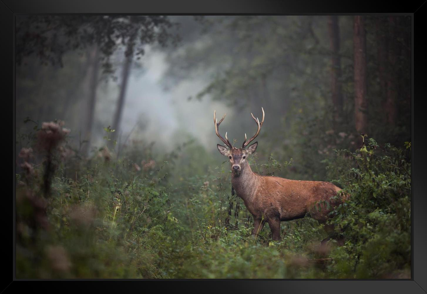 Loon Peak® Cerf roux dans une forêt d'automne brumeuse, photographie de ...