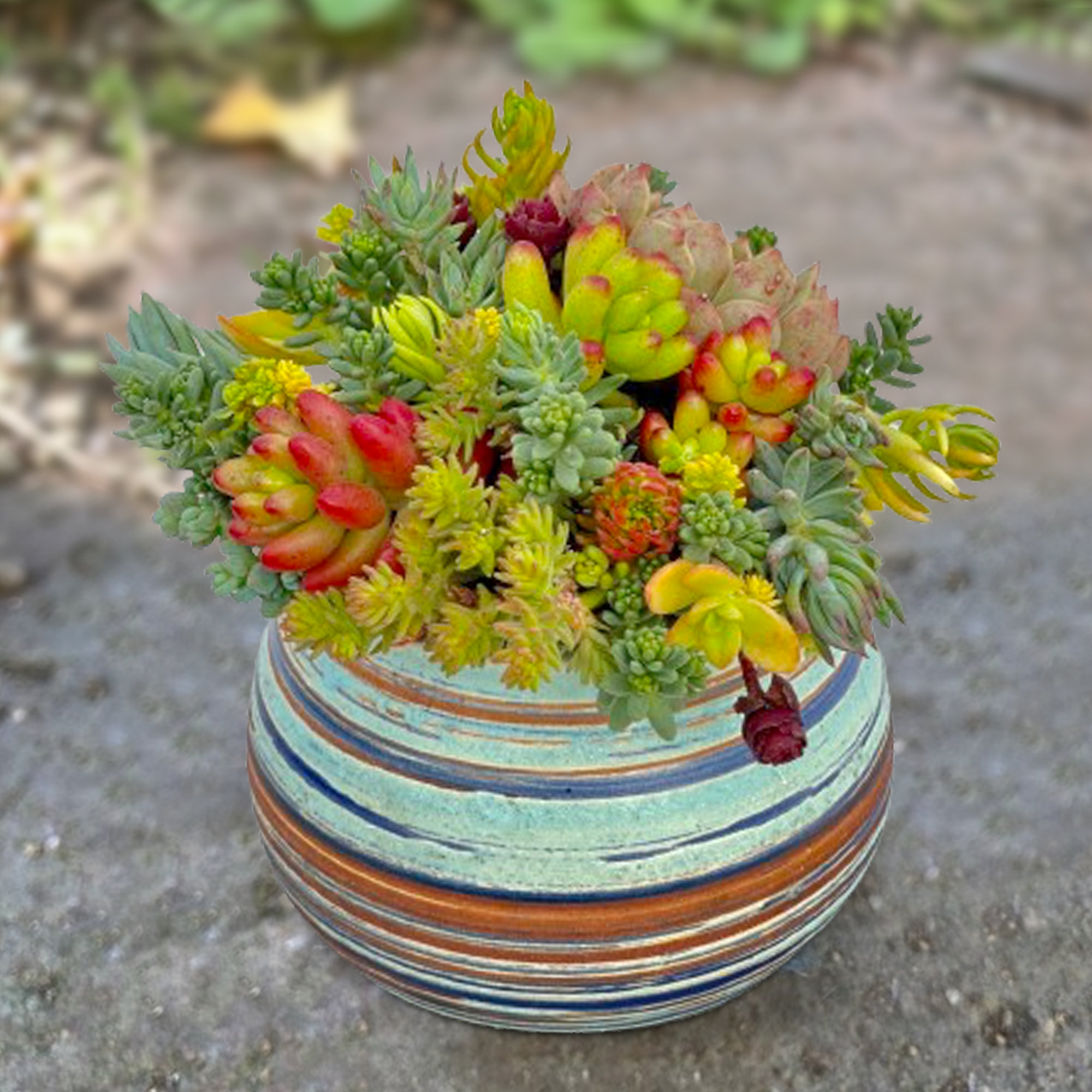 Vandia Succulent Creative Mini Succulents Plants Live Combination Cut ...