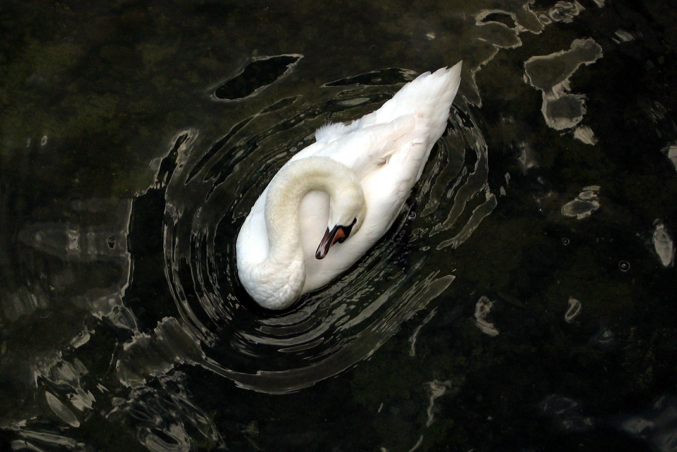 Ebern Designs Sleeping Swan by - Wrapped Canvas Photograph - Wayfair Canada