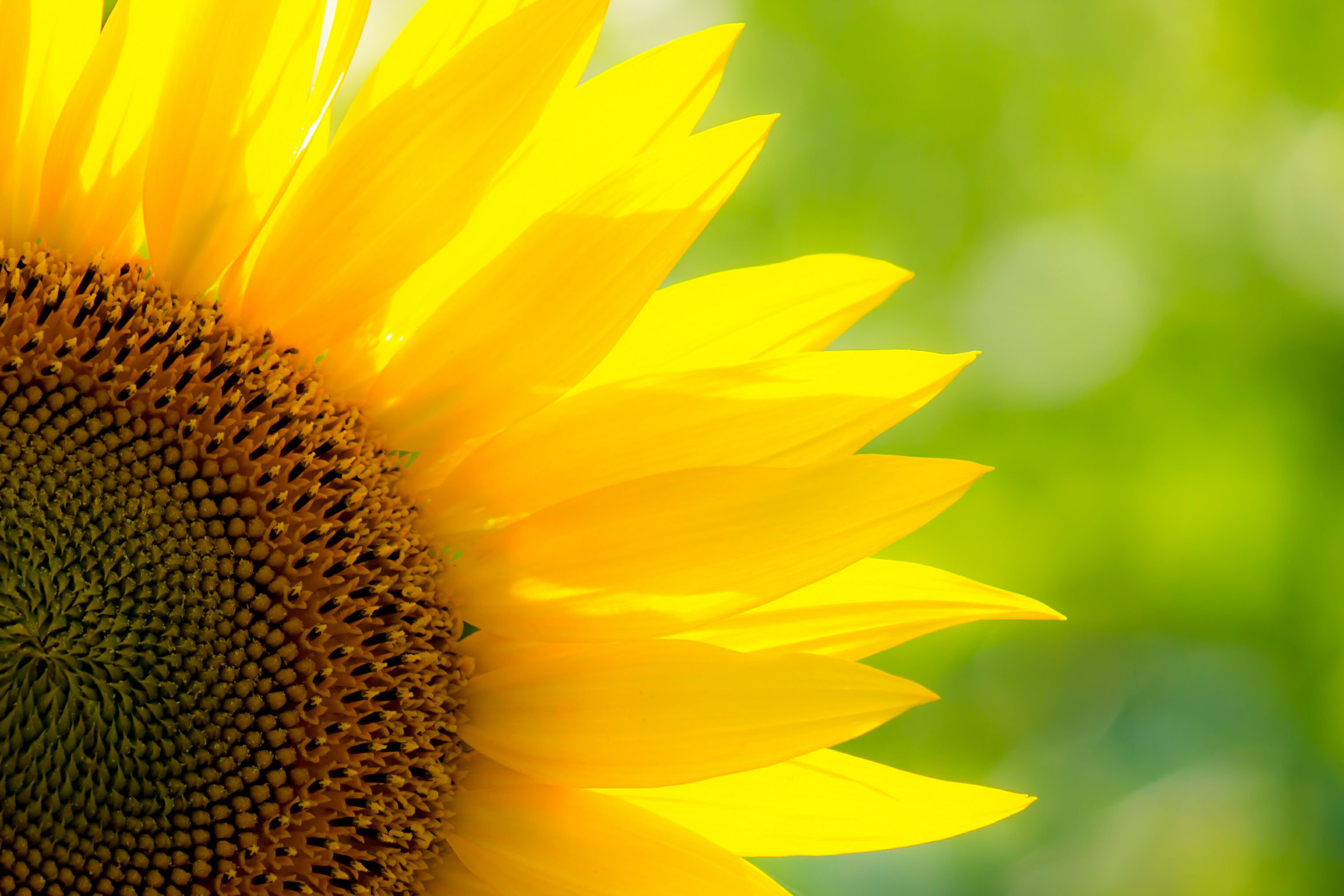 Gracie Oaks Sunflower - Wayfair Canada