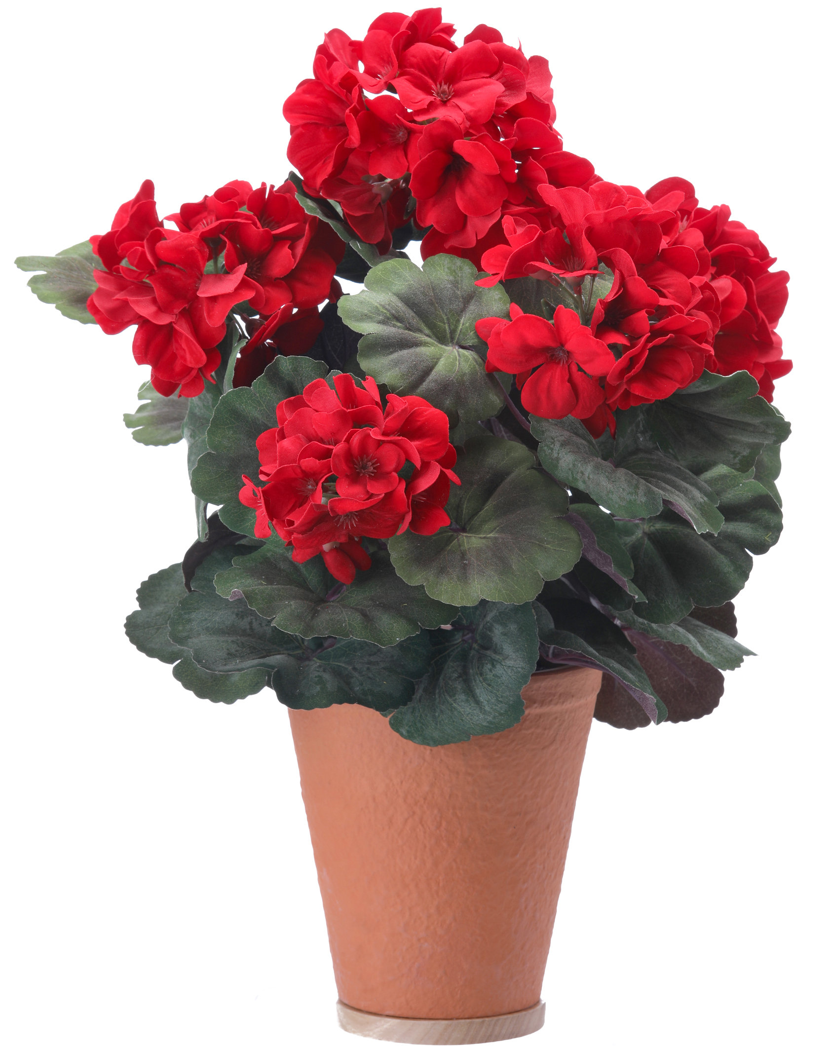 House of Hampton Mature Geranium Floral Arrangement in Pot - Wayfair Canada