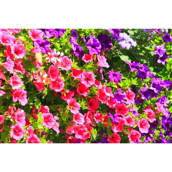17 Stories Geranium Flowers by Agustavop - Print | Wayfair.co.uk
