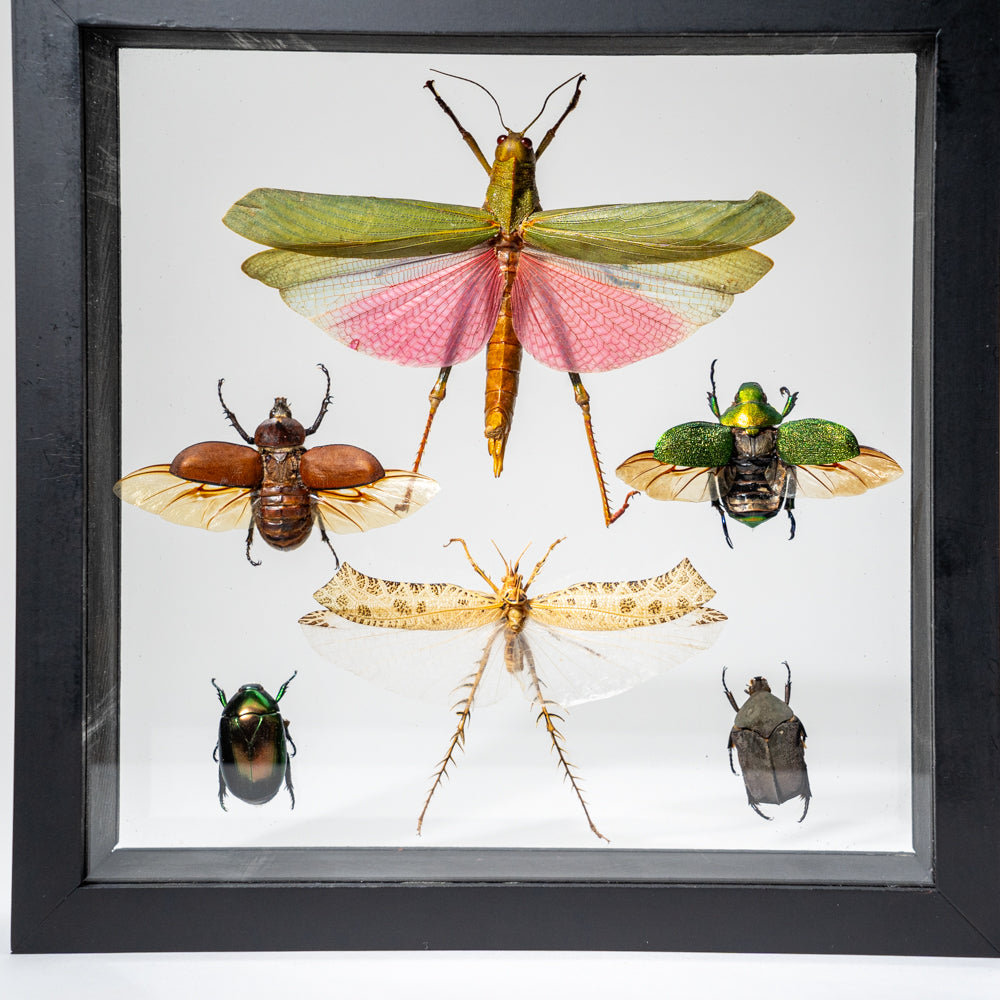 Astro Gallery of Gems 6 Genuine Insects In Display Frame | Perigold