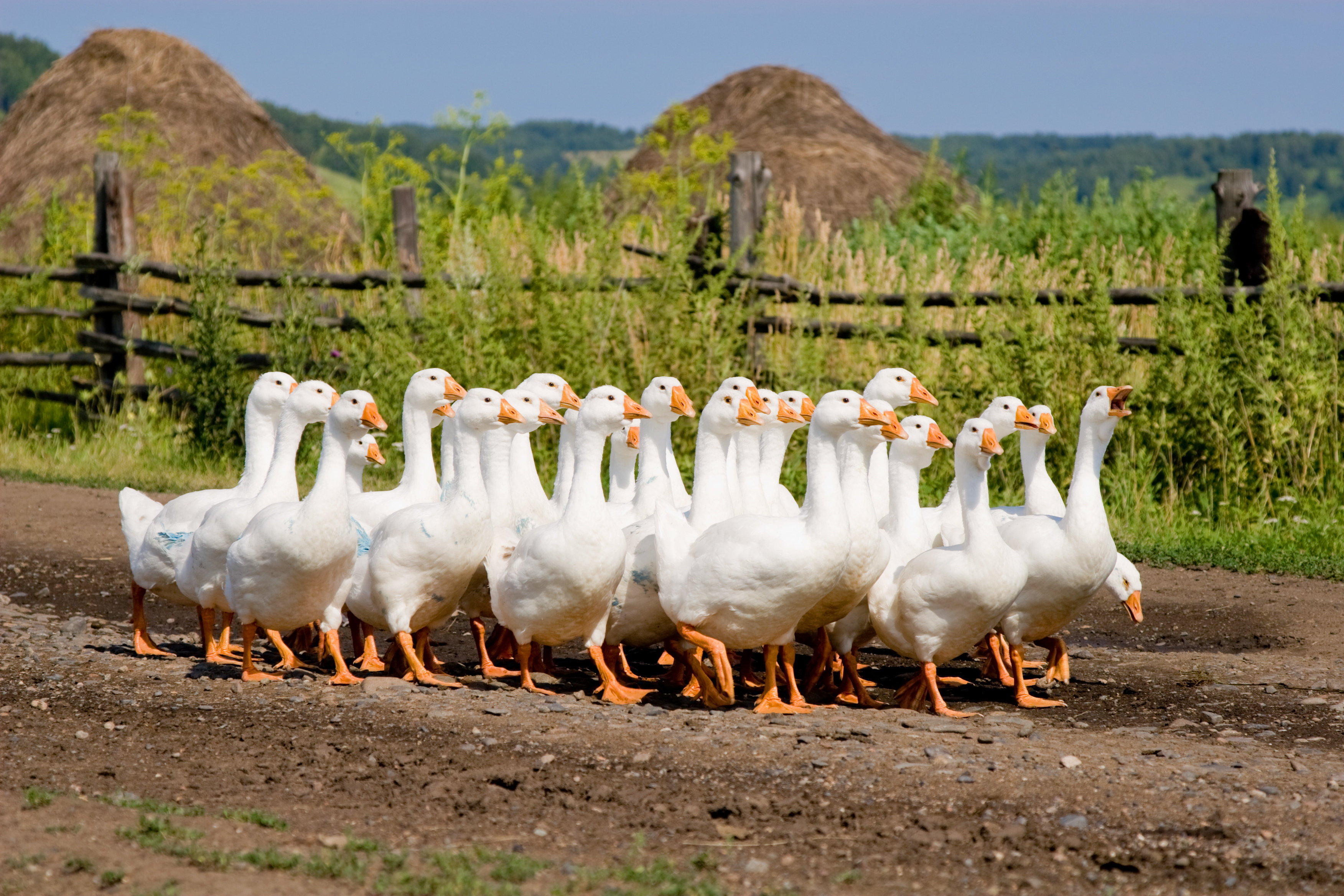 Gracie Oaks Barnkine Goose by Siberia - Wrapped Canvas Photograph | Wayfair