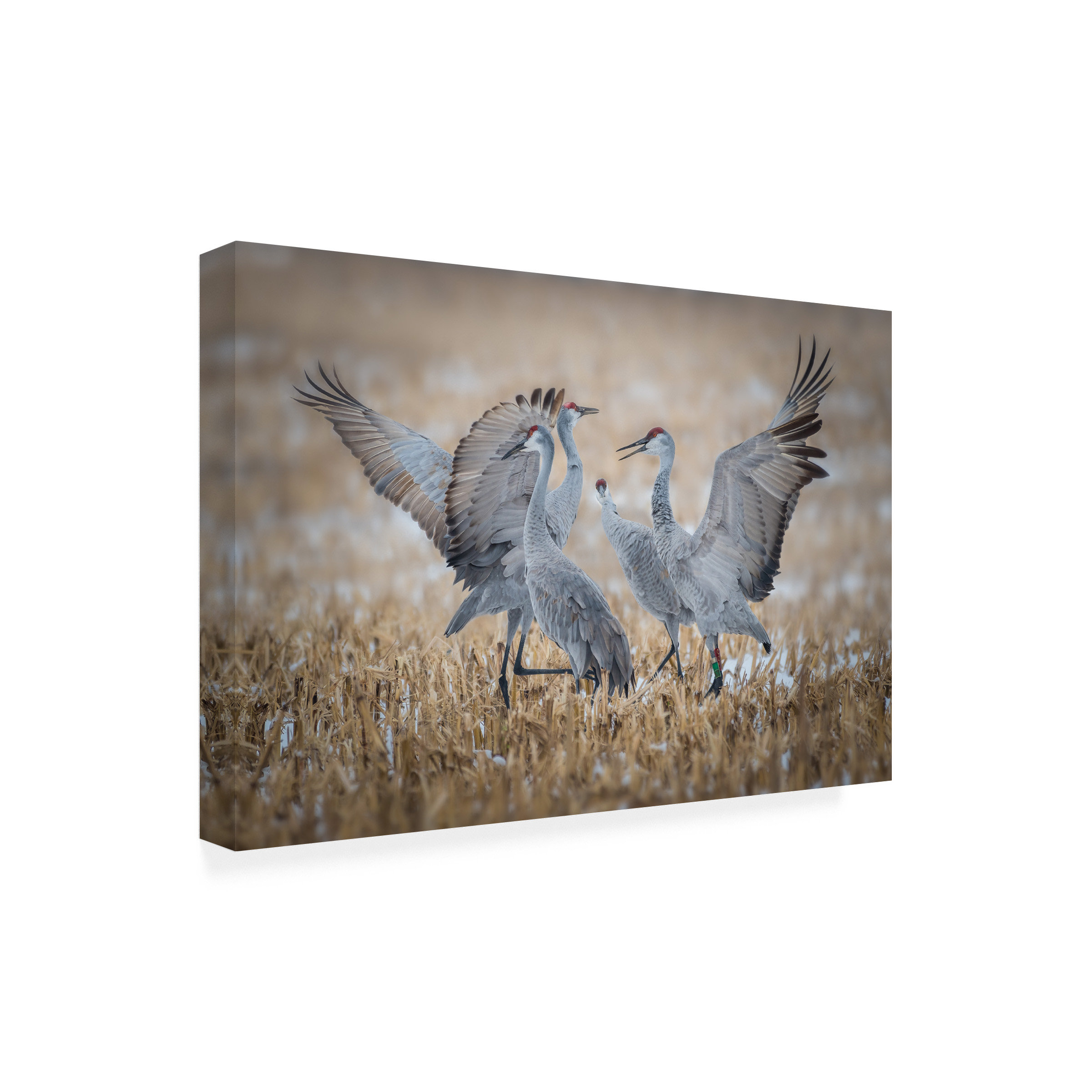 Ebern Designs Bolog Kevin Wang Discord Canvas Art | Wayfair