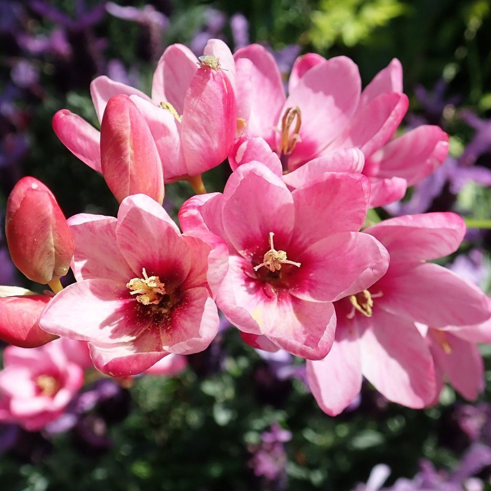 Touch of ECO Bee & Butterfly Blooming Garden Collection - 100 Bulbs ...