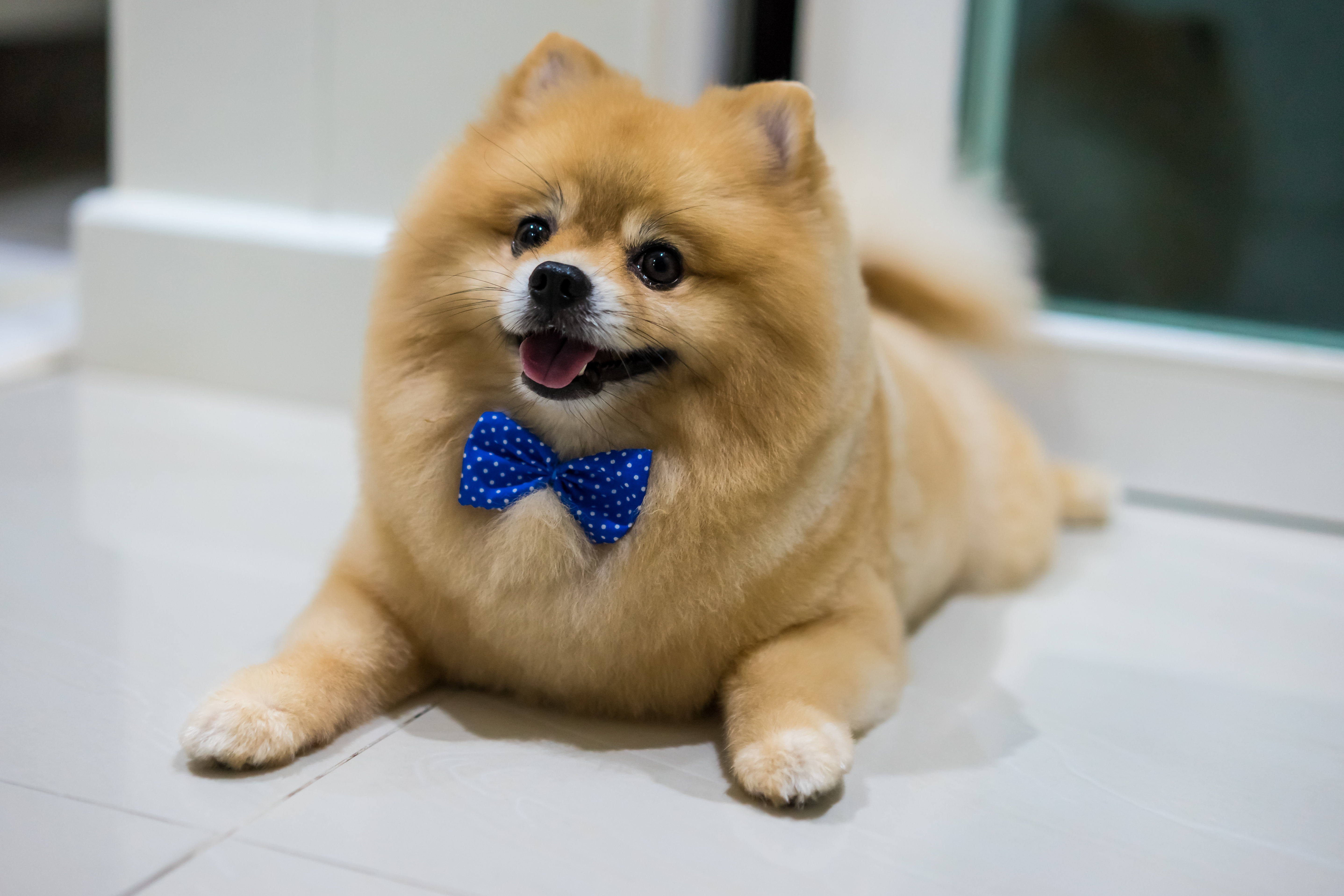 Ebern Designs Ketlin Pomeranian by Pasgen Kongsuk | Wayfair