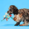 Bark Box Bark Grimbold The Dragon Dog Toy | Wayfair.co.uk