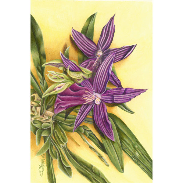 Rosalind Wheeler Vibrant Orchid IV by Gloria J. Callahan - Wrapped ...
