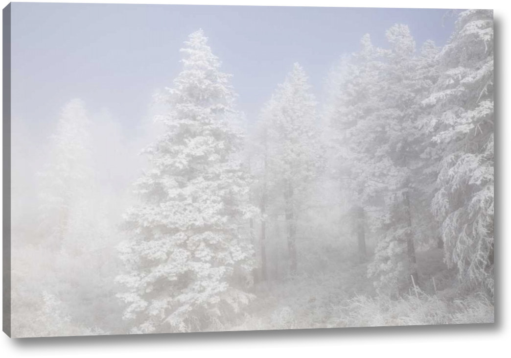 Millwood Pines Colorado, Pike NF Trees with Hoarfrost by Don Grall ...