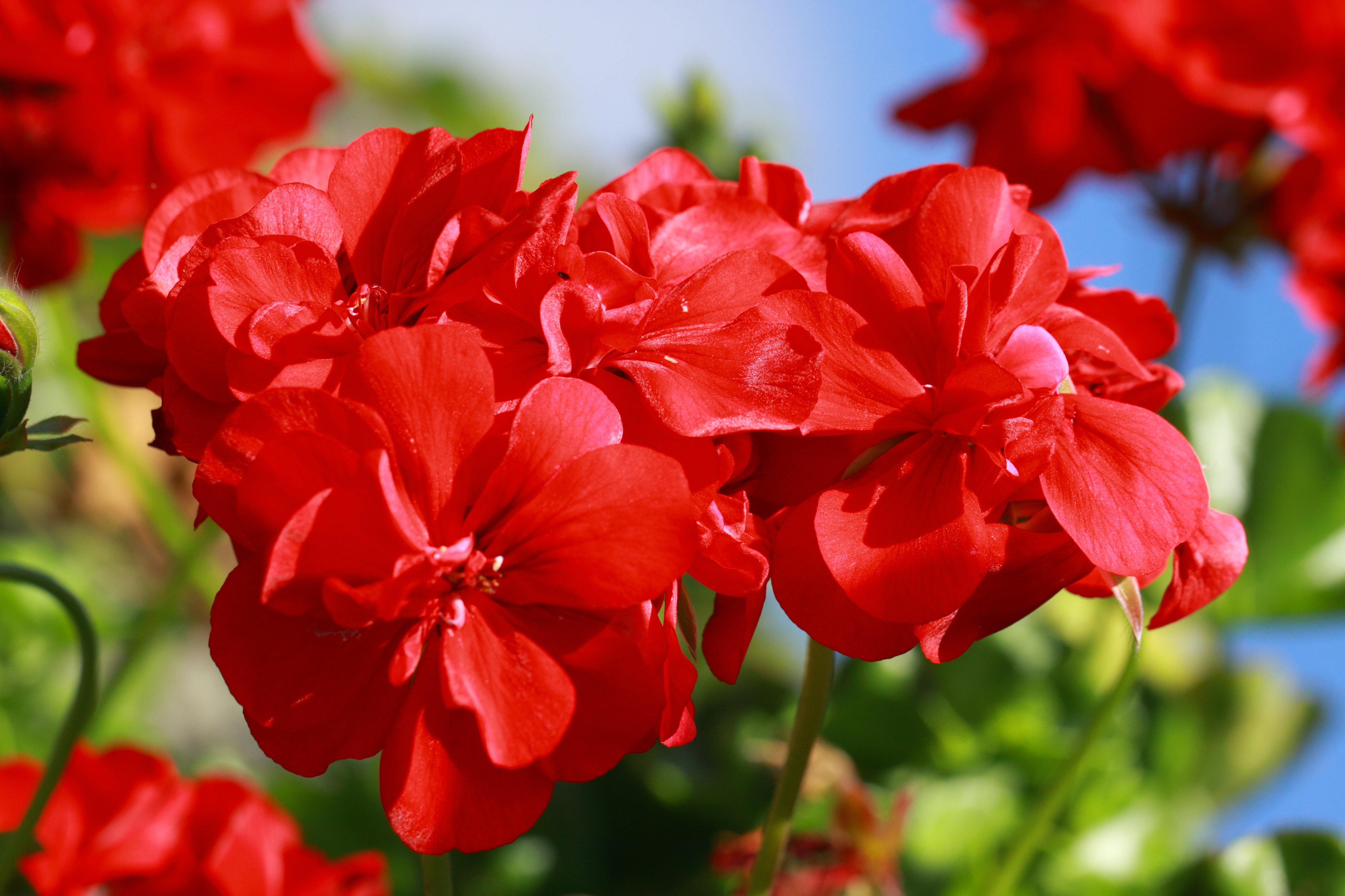 Ebern Designs Beautiful Red Geraniums Flowers - Wayfair Canada