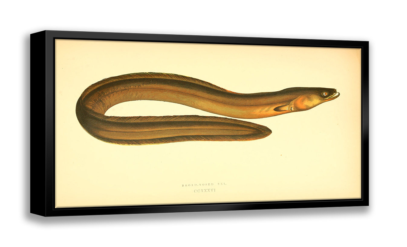 ATX Art Group LLC Broad Nosed Eel - Floater Frame Print on Canvas | Wayfair
