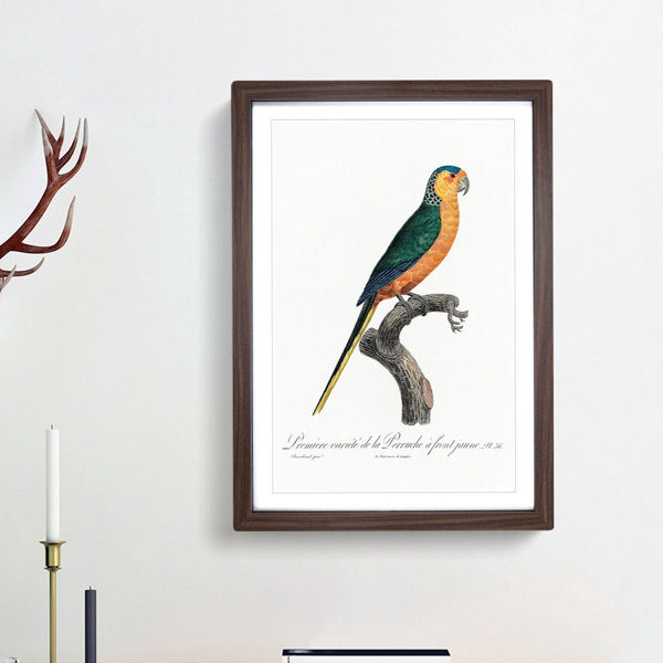 East Urban Home Yellow-Fronted Parakeet by F. Levaillant - Picture ...